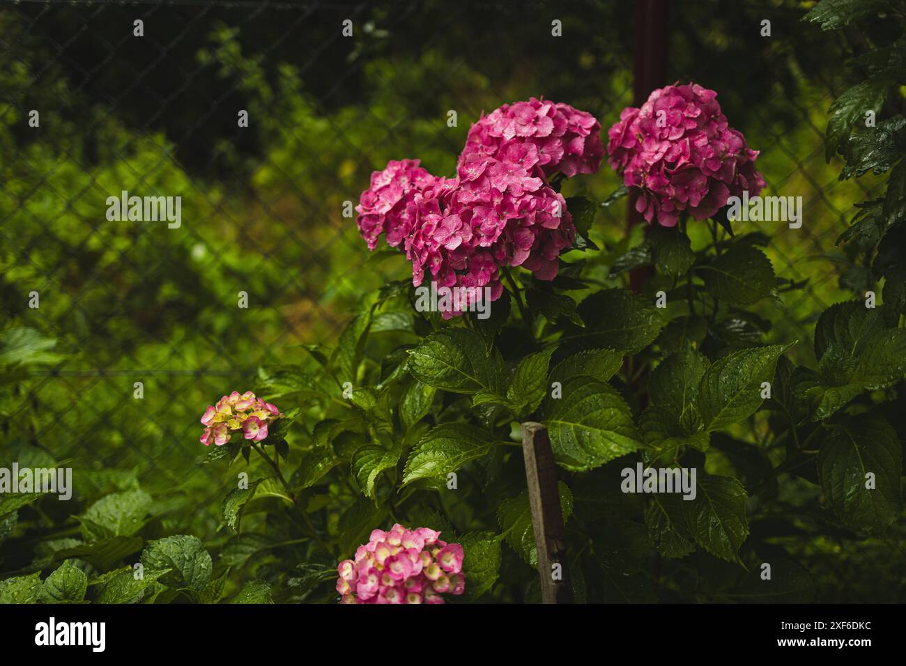 Pink hydrangea, close-up. Flowering bush. Huge hydrangea in the front ...