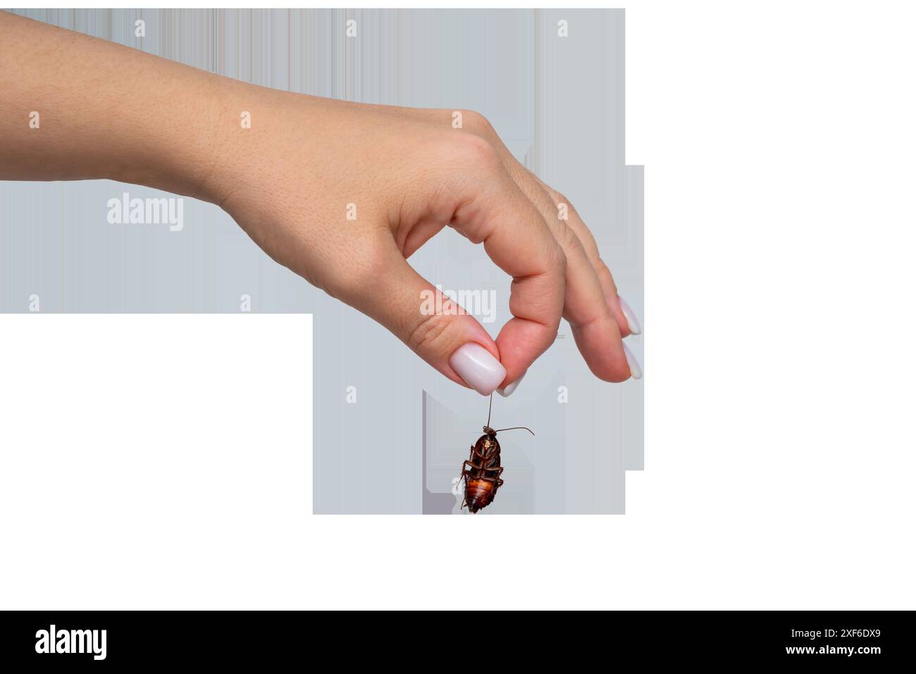 Female hand holding big dead cockroach isolated on white background ...