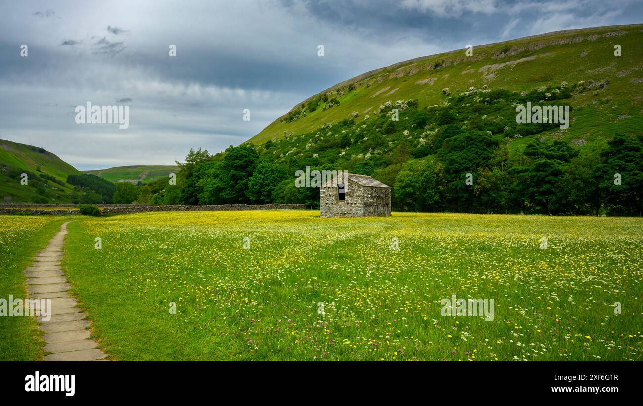 Picturesque Swaledale upland wildflower meadow in spring (old barn in ...