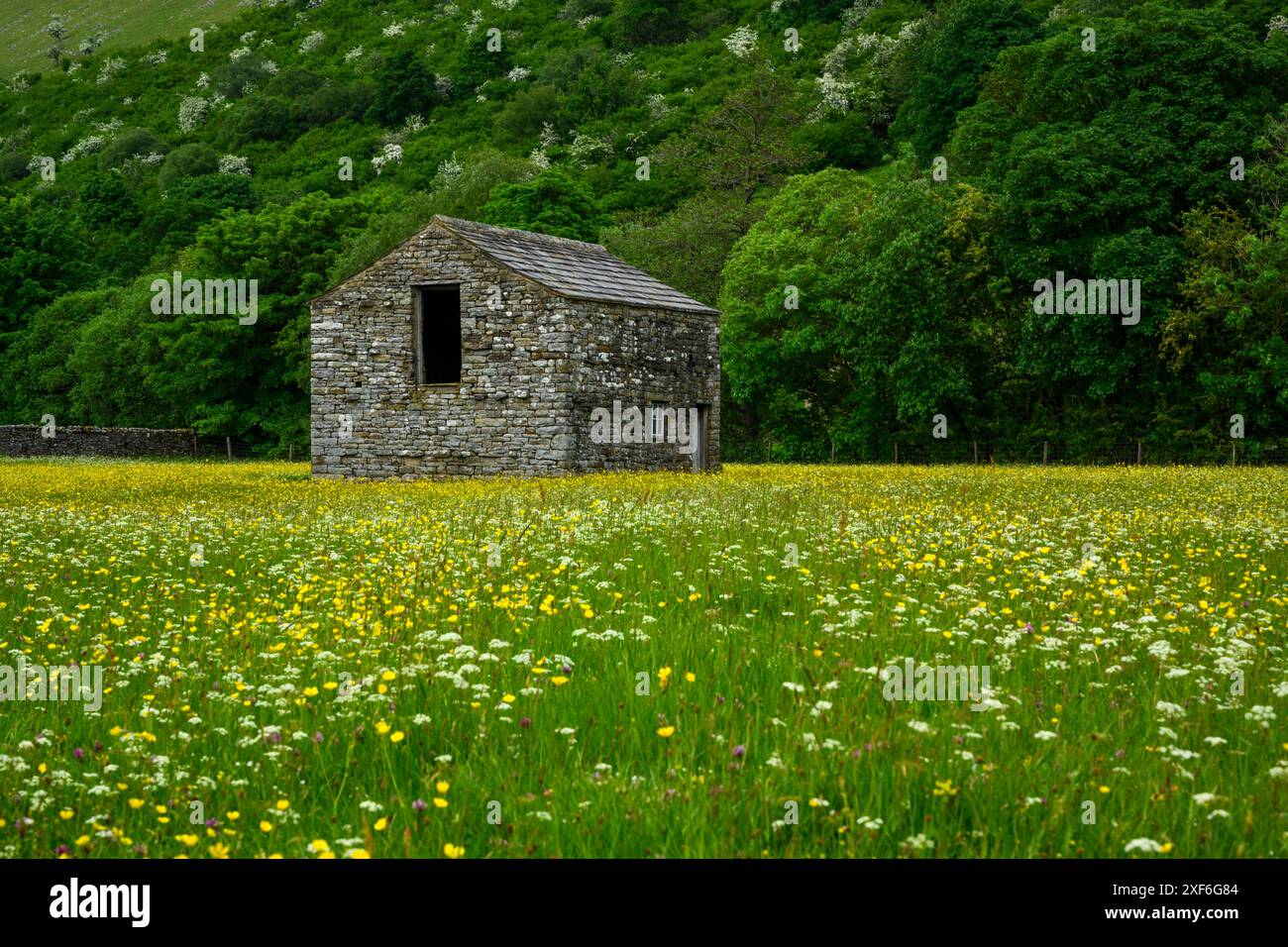 Picturesque Swaledale upland wildflower meadows in spring (old stone ...
