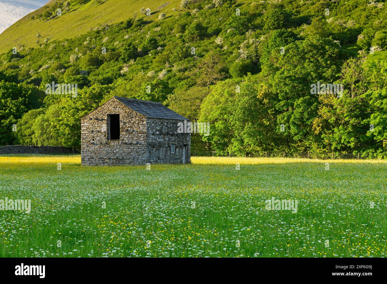 Picturesque Swaledale upland wildflower meadows in spring (old stone ...