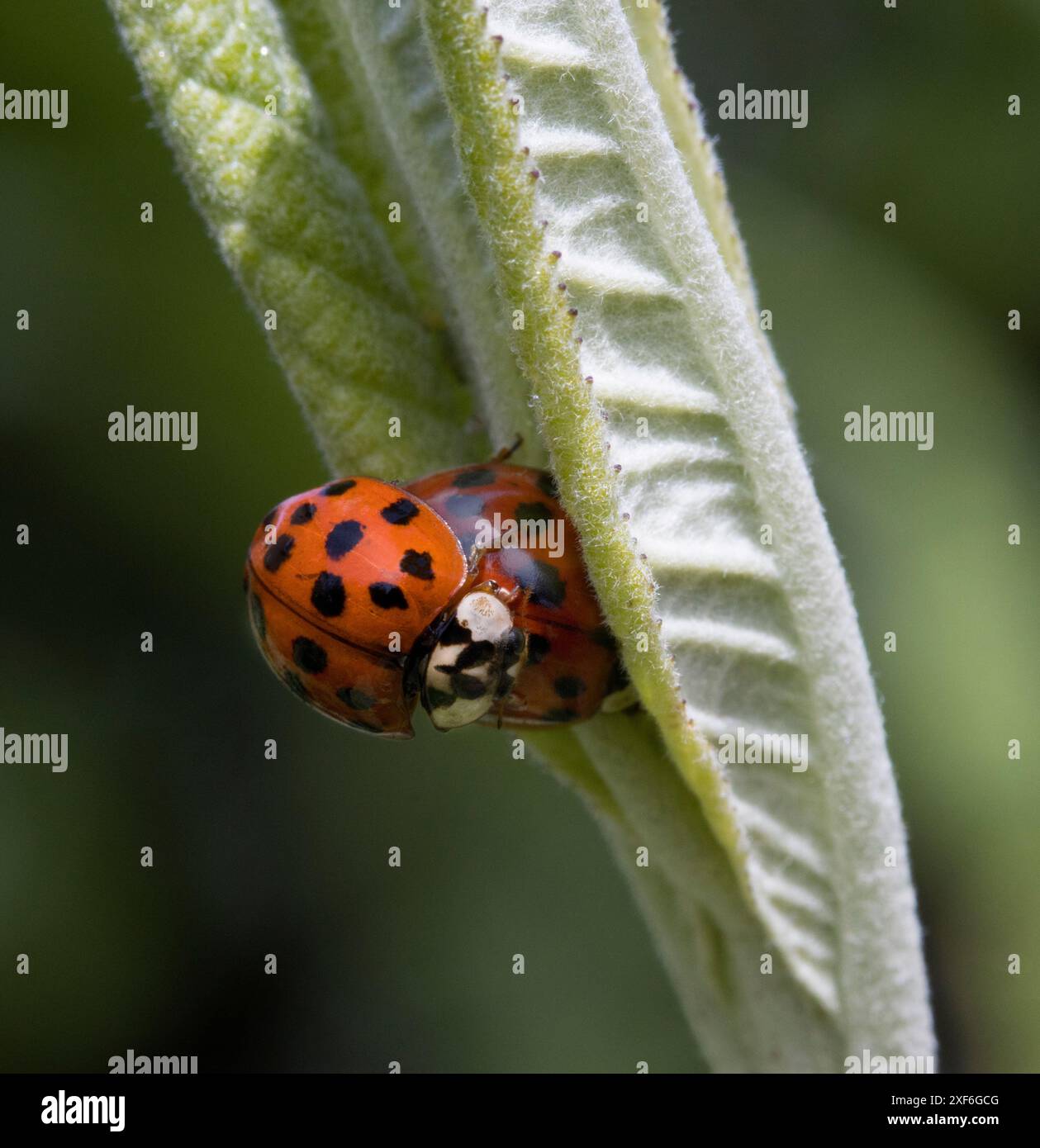 Harlequin Ladybirds Harmonia axyridis Mating Stock Photo - Alamy