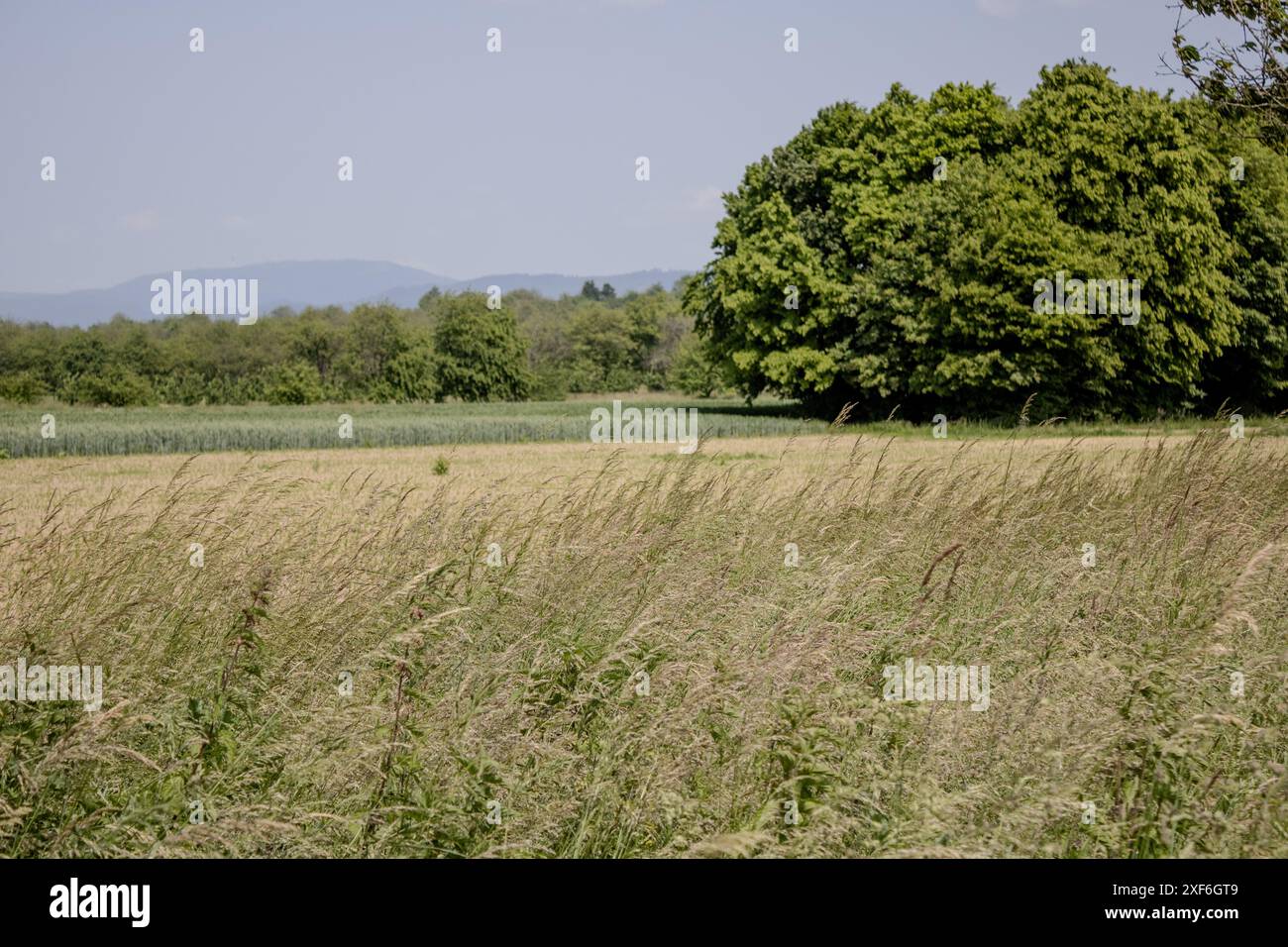 Weizenfeld hi-res stock photography and images - Alamy