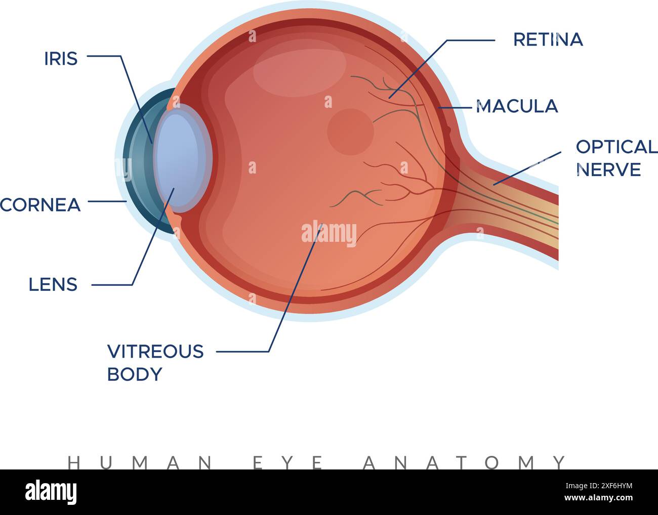Human Eye Anatomy - Stock Illustration as EPS 10 File Stock Vector ...