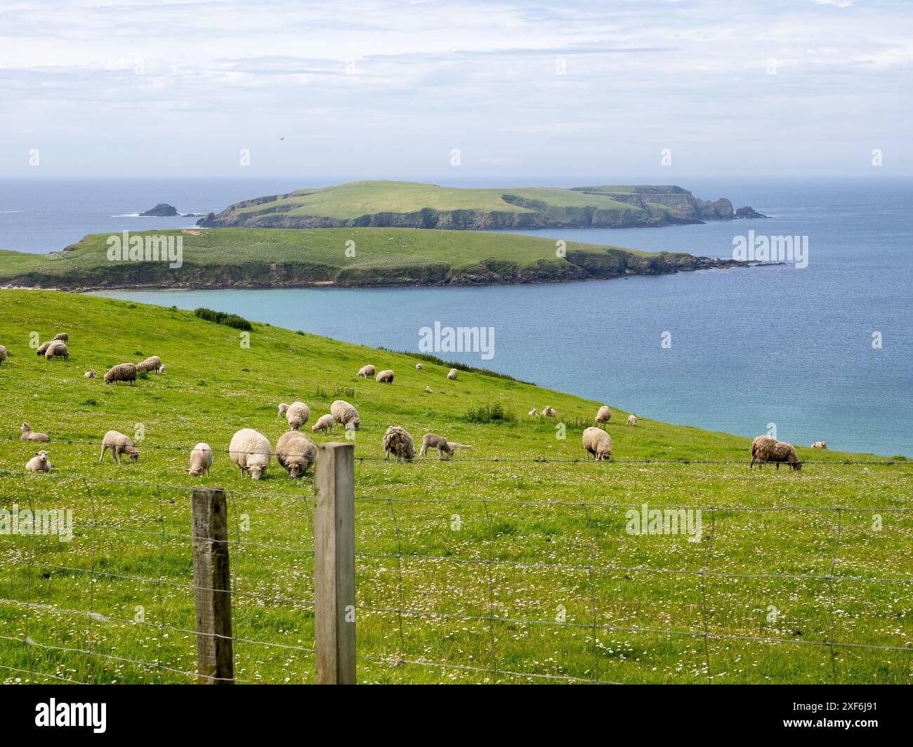Shetland landscape with sheep, UK Stock Photo - Alamy