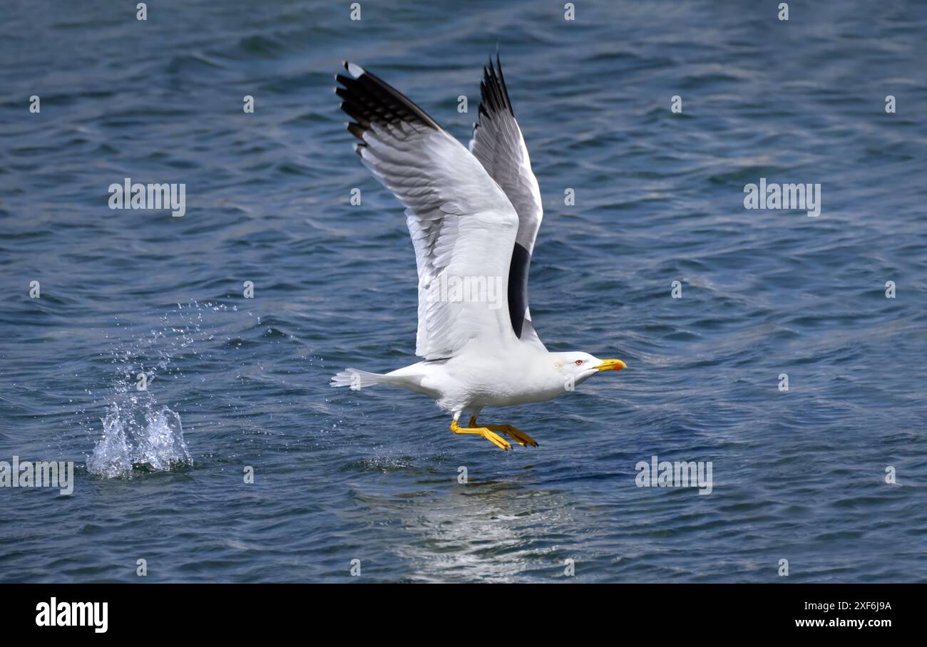 Flying Yellow-legged Gull (Larus michahellis) when starting from blue ...