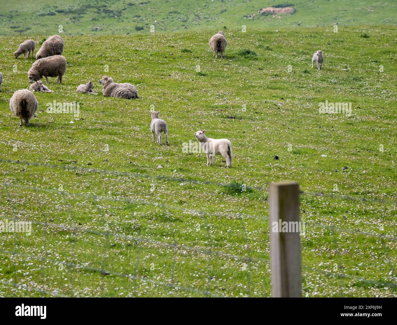 Shetland landscape with sheep, UK Stock Photo - Alamy