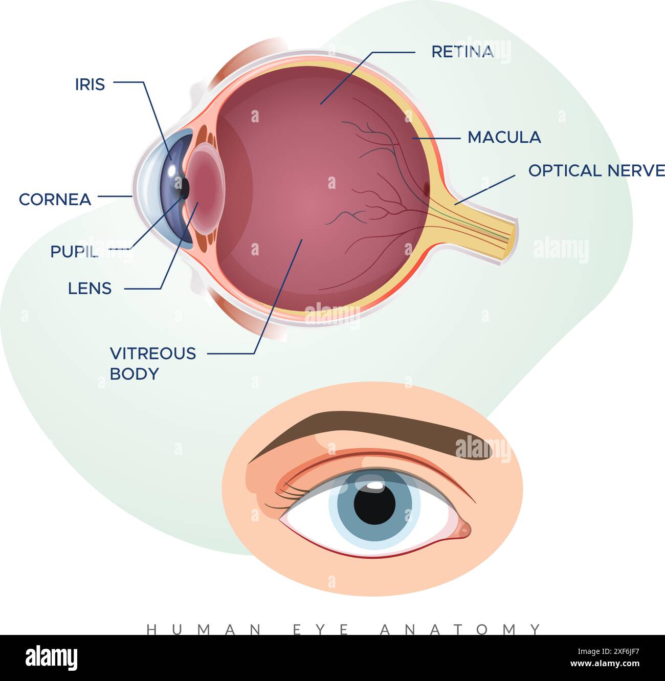 Human Eye Anatomy - Stock Illustration as EPS 10 File Stock Vector ...