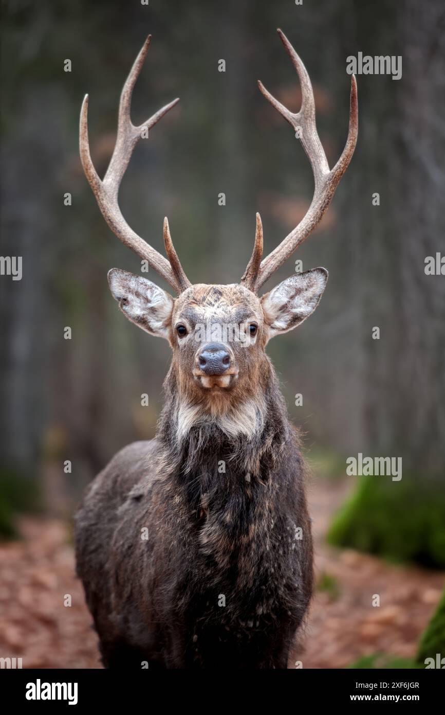 Deer is standing still in the middle of a dense forest, surrounded by ...