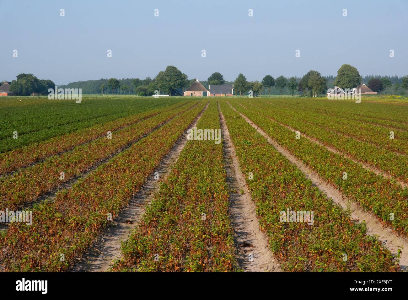Lily cultivation on a vast field, long rows of plants, farmhouses on ...