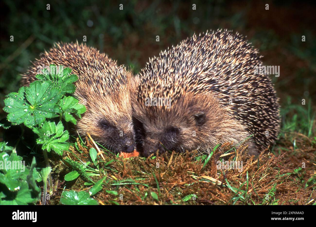 Couple of mammals hi-res stock photography and images - Alamy