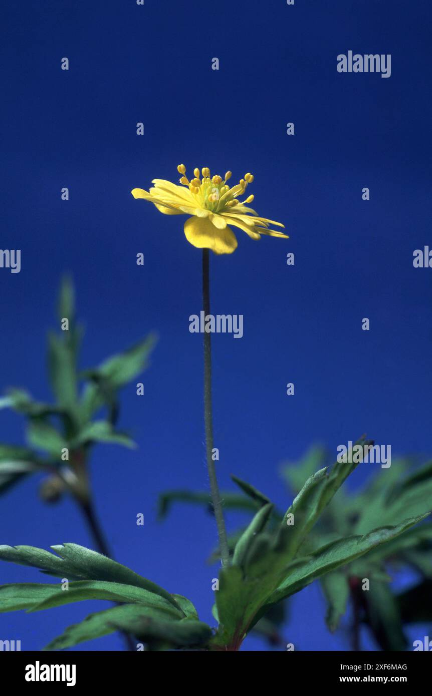 Flower against the sky hi-res stock photography and images - Alamy