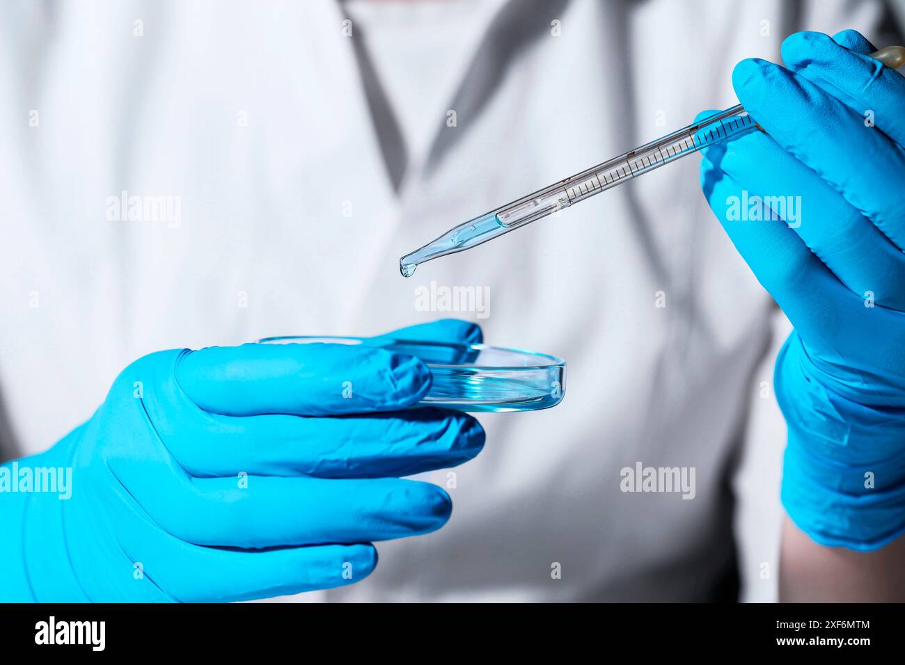 Scientist dripping liquid from pipette into petri dish, closeup Stock ...