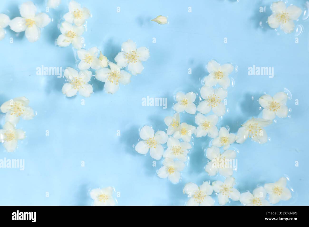 Beautiful jasmine flowers in water on light blue background, top view ...