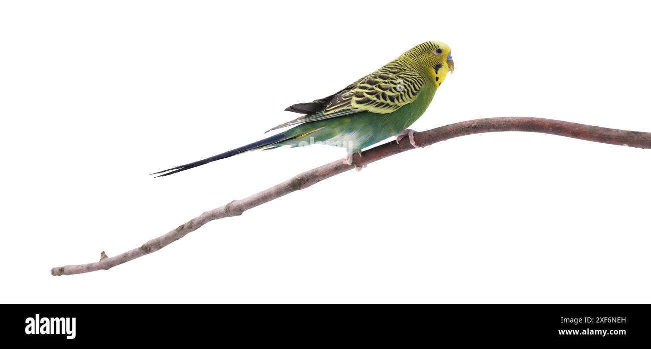 Bright parrot on tree branch against white background. Exotic pet Stock ...