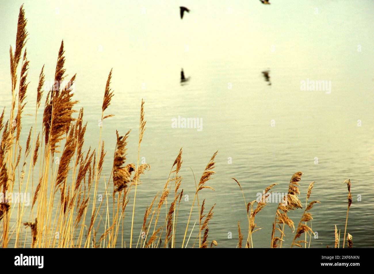 Ears of corn flying in the wind and over the lake, and a bird flying ...