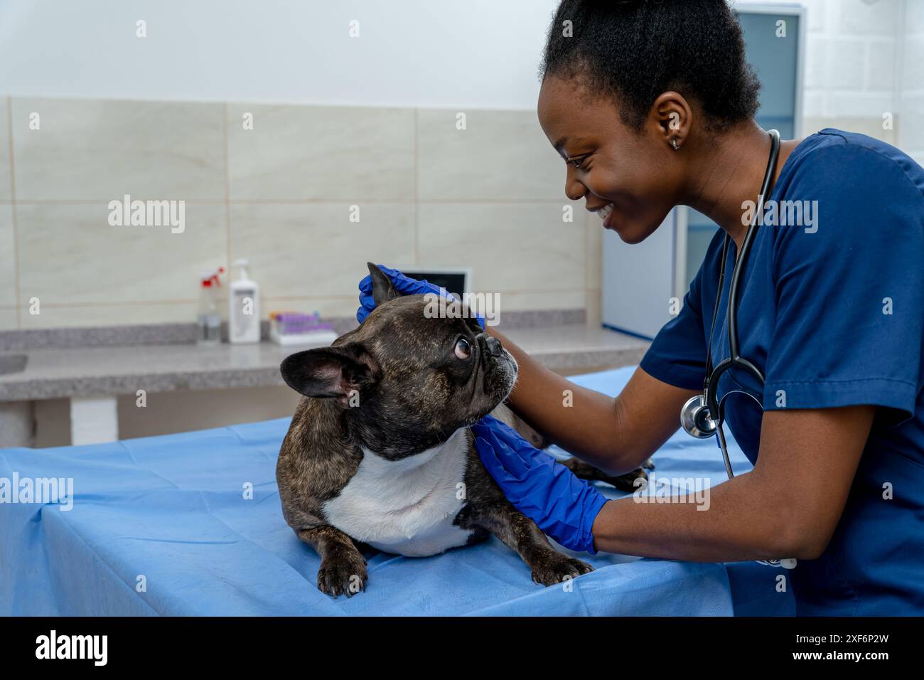 Smiling friendly veterinary working with a dog and examining it Stock ...