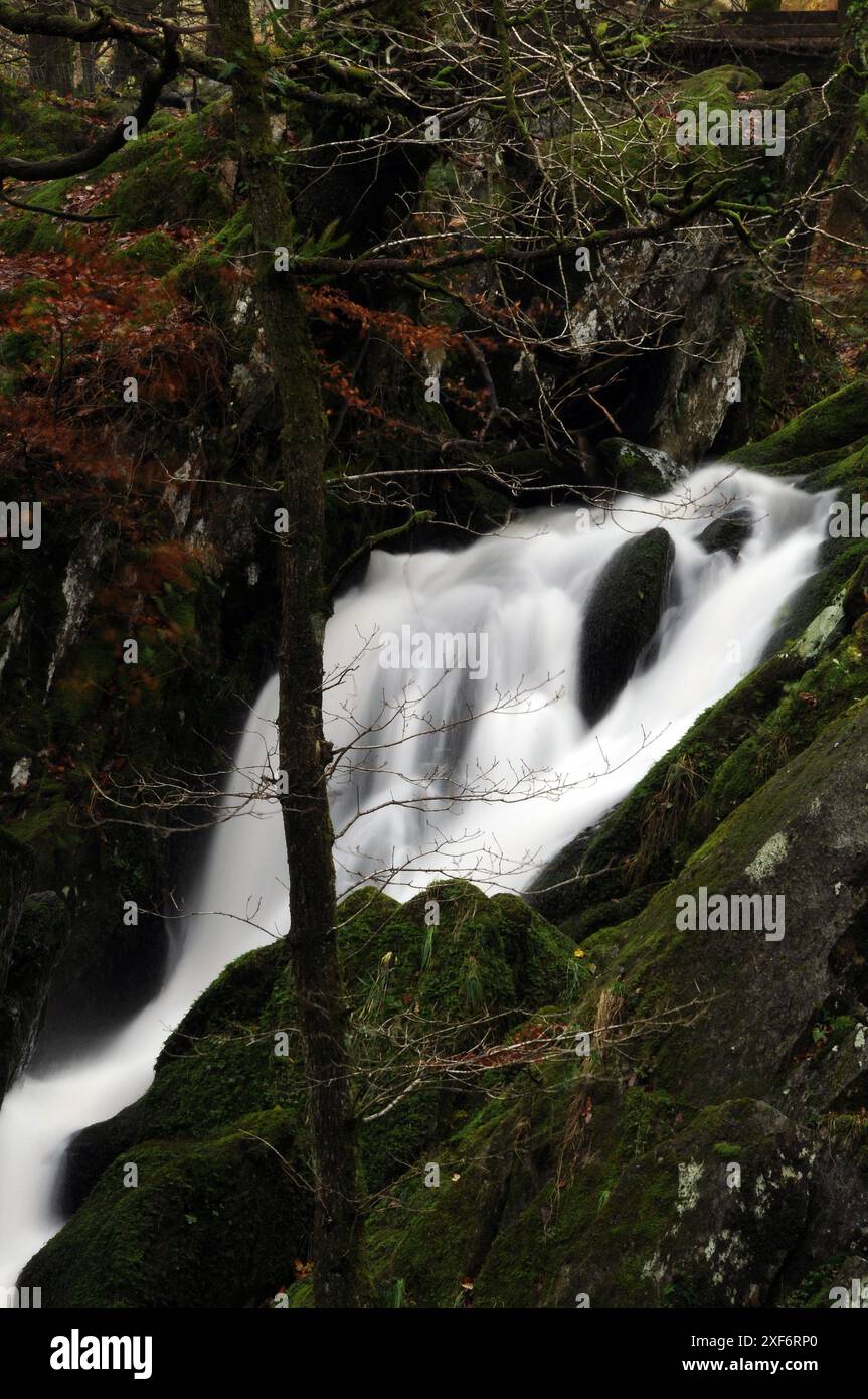 Stock Ghyll Force, Ambleside Stock Photo - Alamy