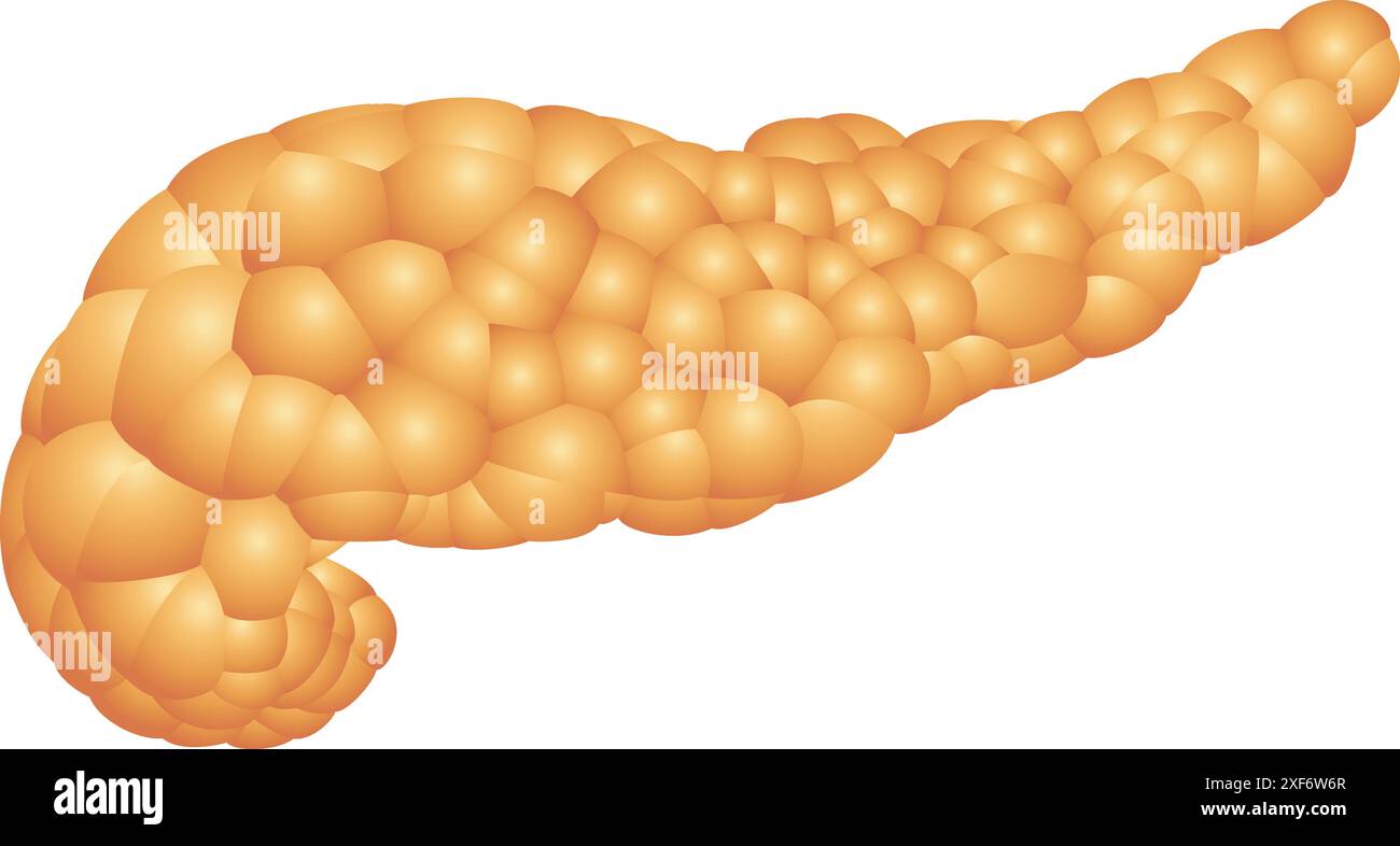 Anatomically accurate illustration of human pancreas isolated on white ...