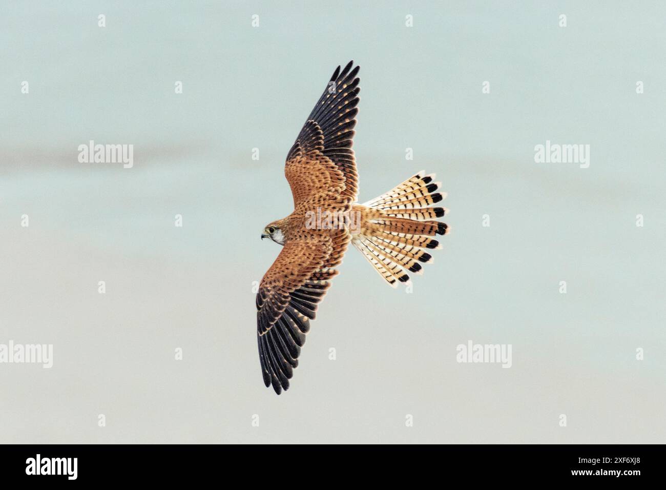 Beautiful Australian kestrel in flight over ocean beach Stock Photo - Alamy