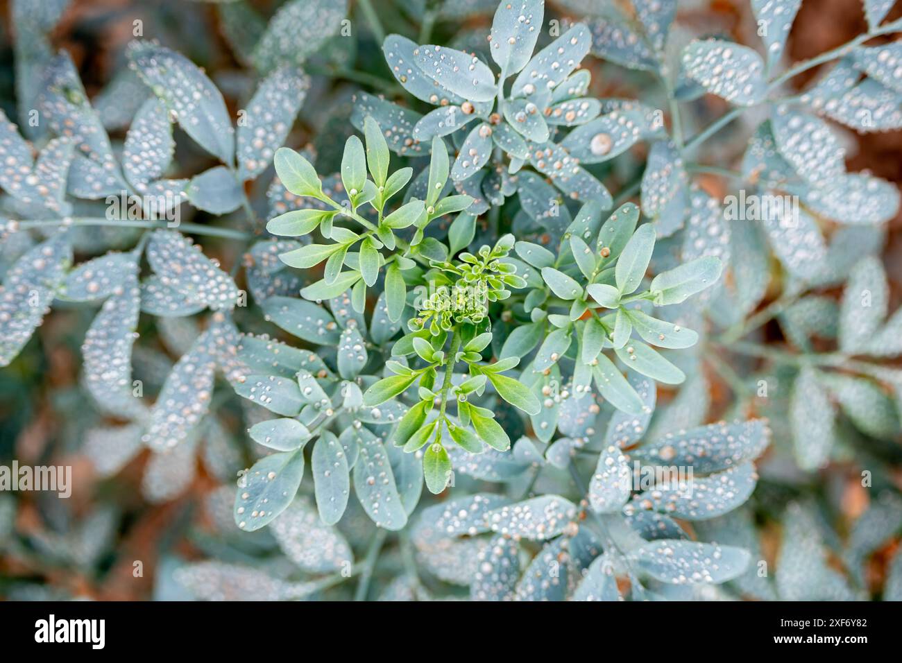 Detail of the leaves of a Ruda graveolens plant Stock Photo - Alamy