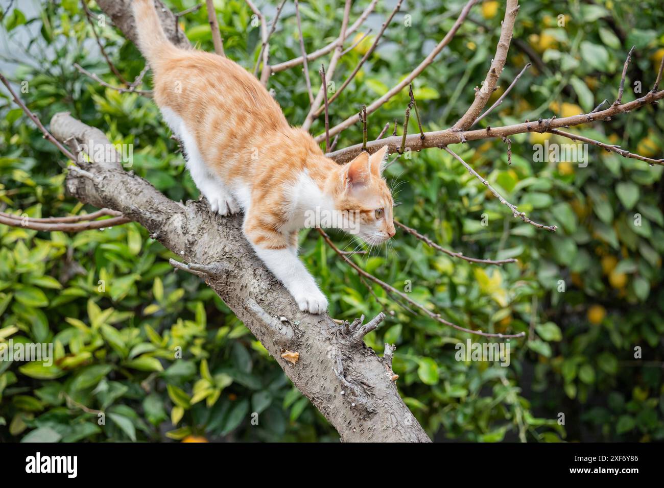 Caretaker cat in an orchard on a tree trunk Stock Photo - Alamy