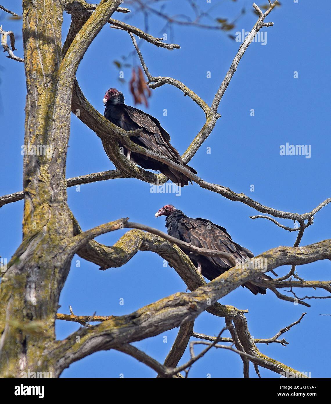 turkey vultures on a tree in Quarry Lakes Regional Recreation Area ...
