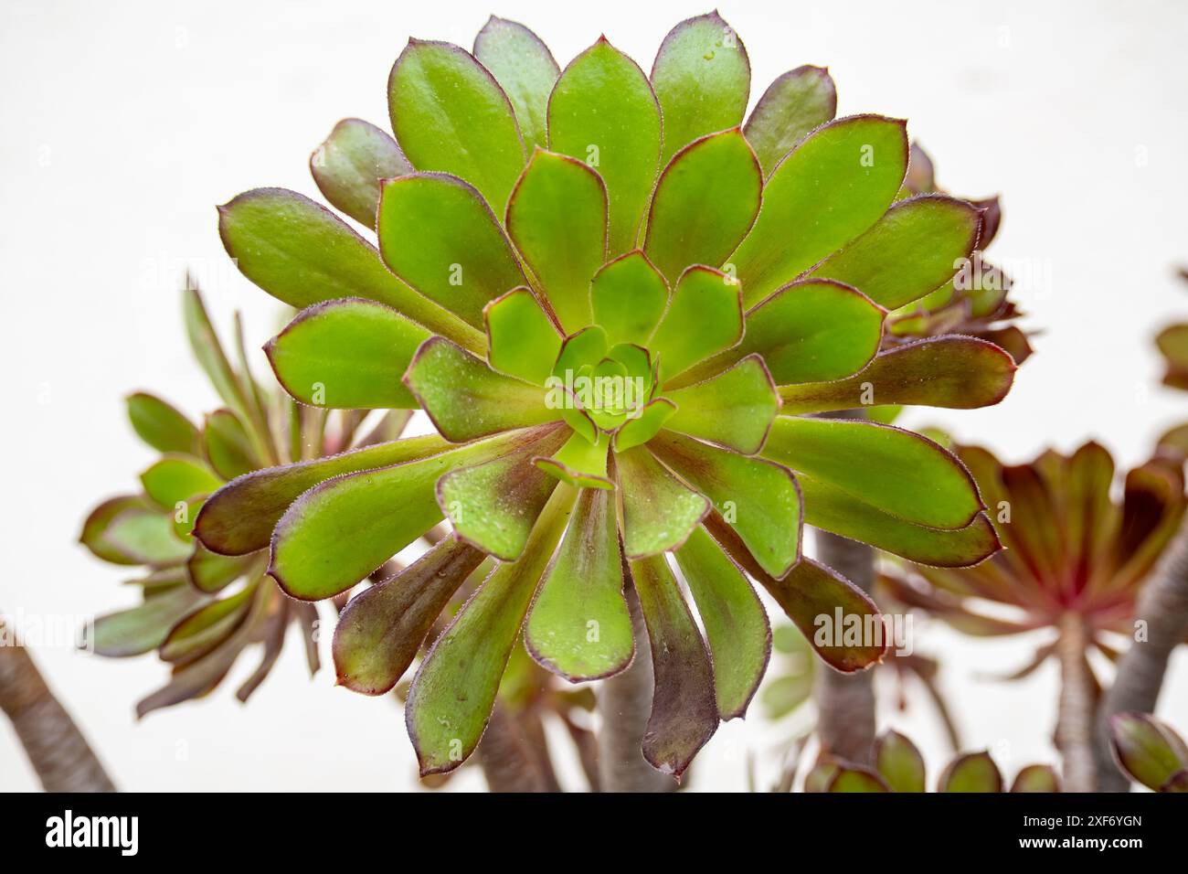 Aeonium arboreum yellow flower hi-res stock photography and images - Alamy