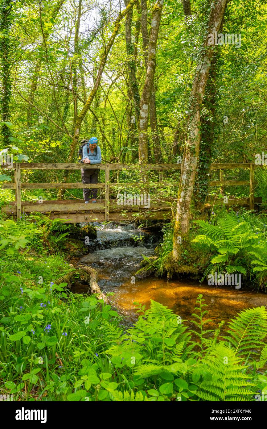 Stream leading to the River Teign in Dunsford woods Devon Stock Photo ...