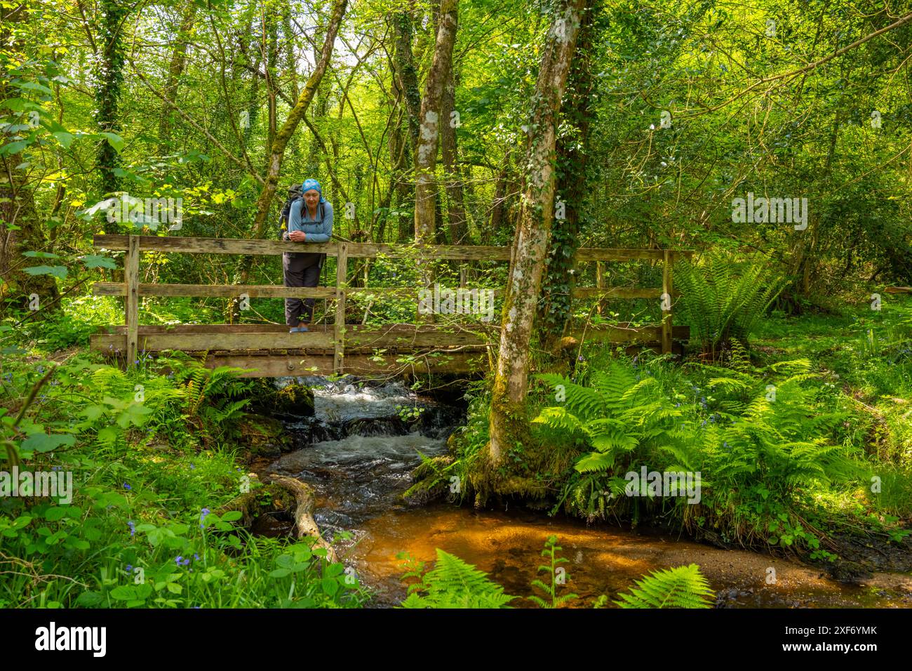 Stream leading to the River Teign in Dunsford woods Devon Stock Photo ...