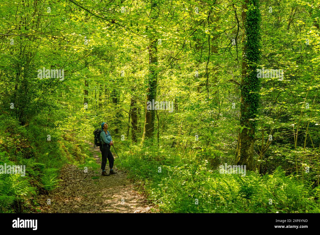 Woodland path in woods near the river Teign near steps bridge, Dunsford ...