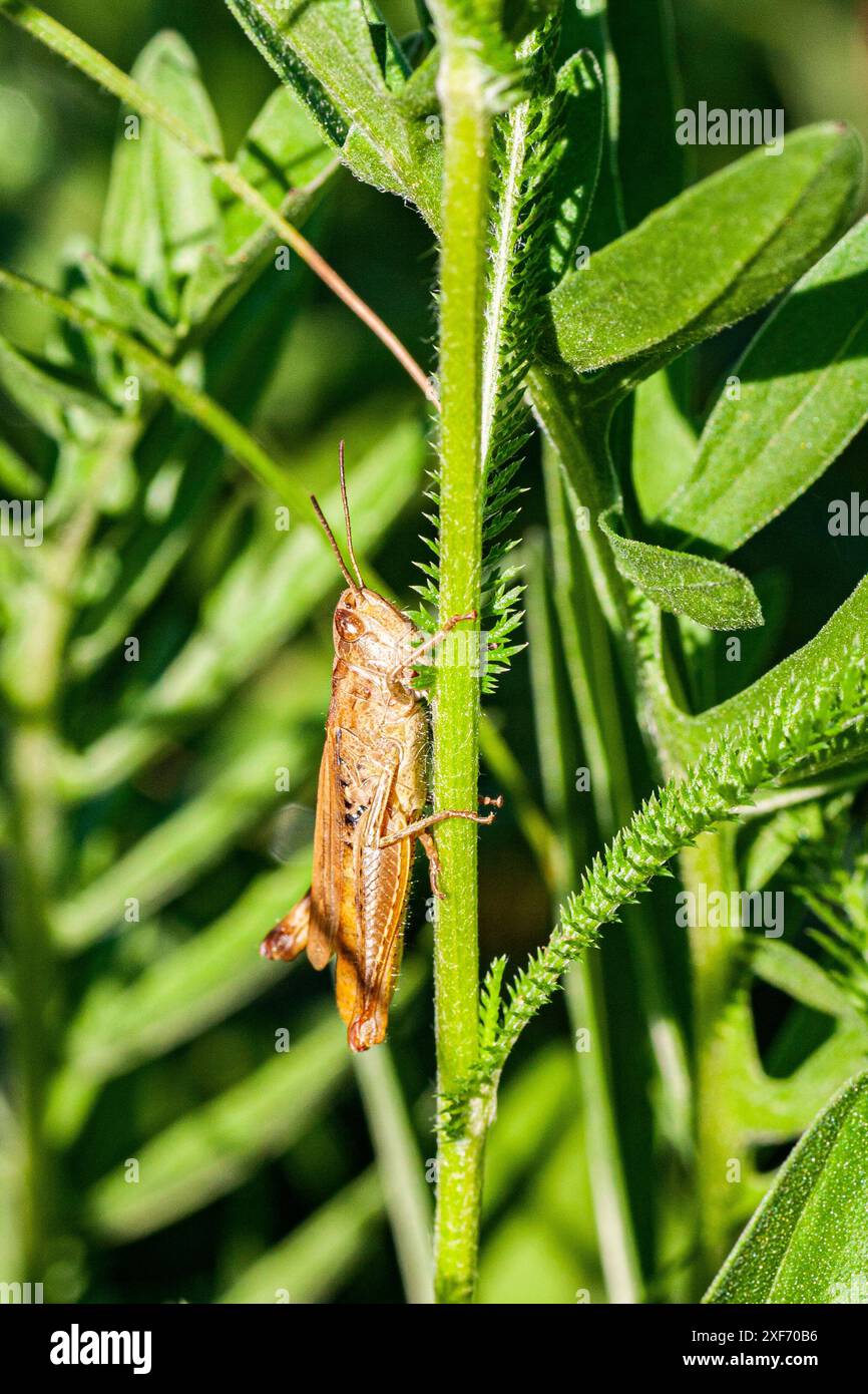 Chorthippus Parallelus sits on the stem of a green plant.Macro photo of ...