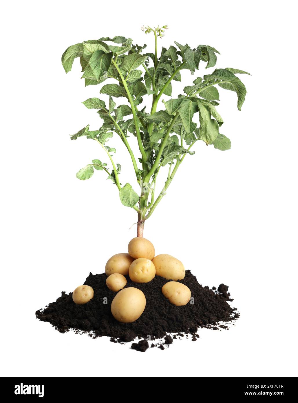 Potato green ground soil Cut Out Stock Images & Pictures - Alamy