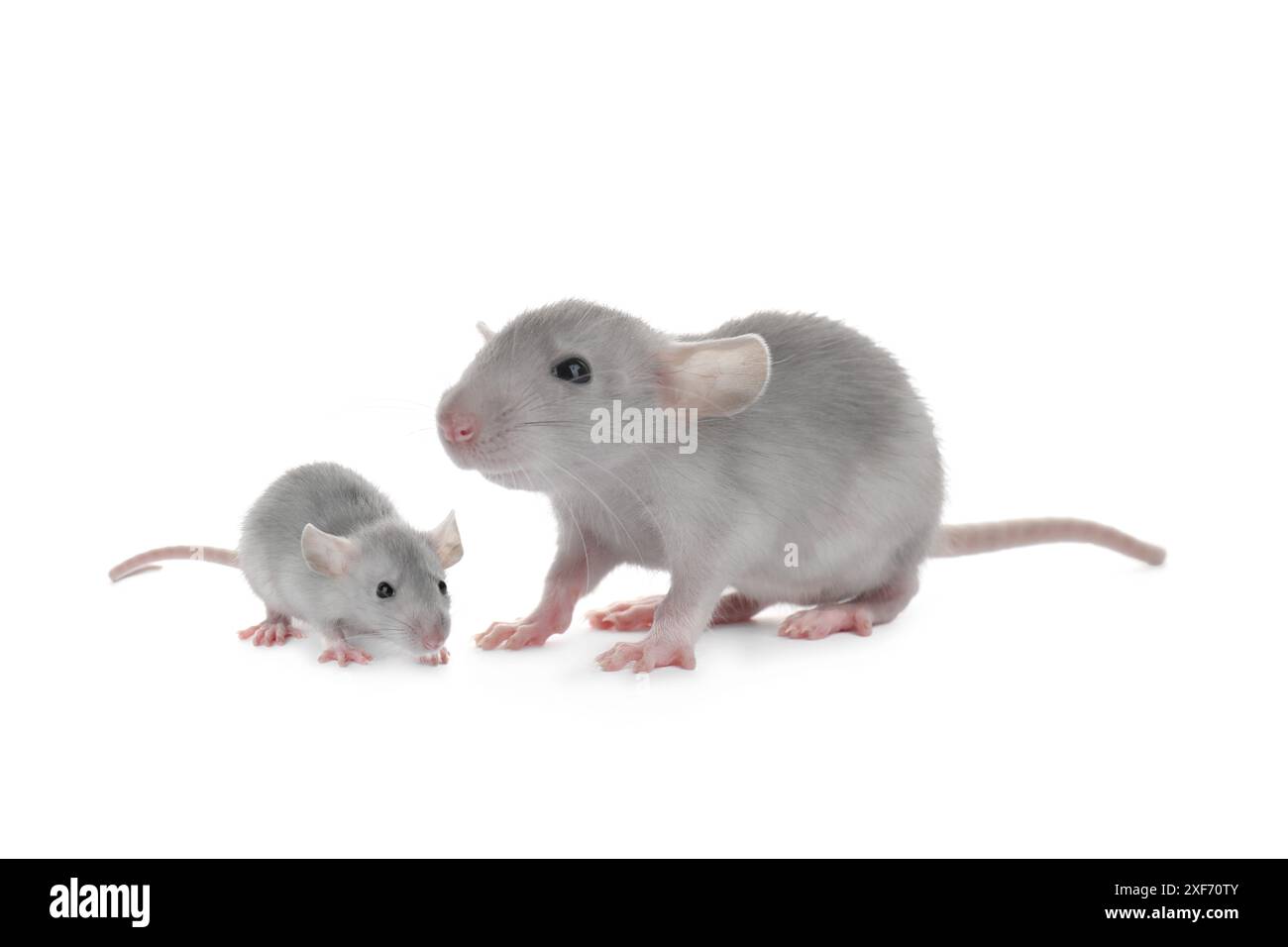 Mother rat and baby pup isolated on white Stock Photo - Alamy