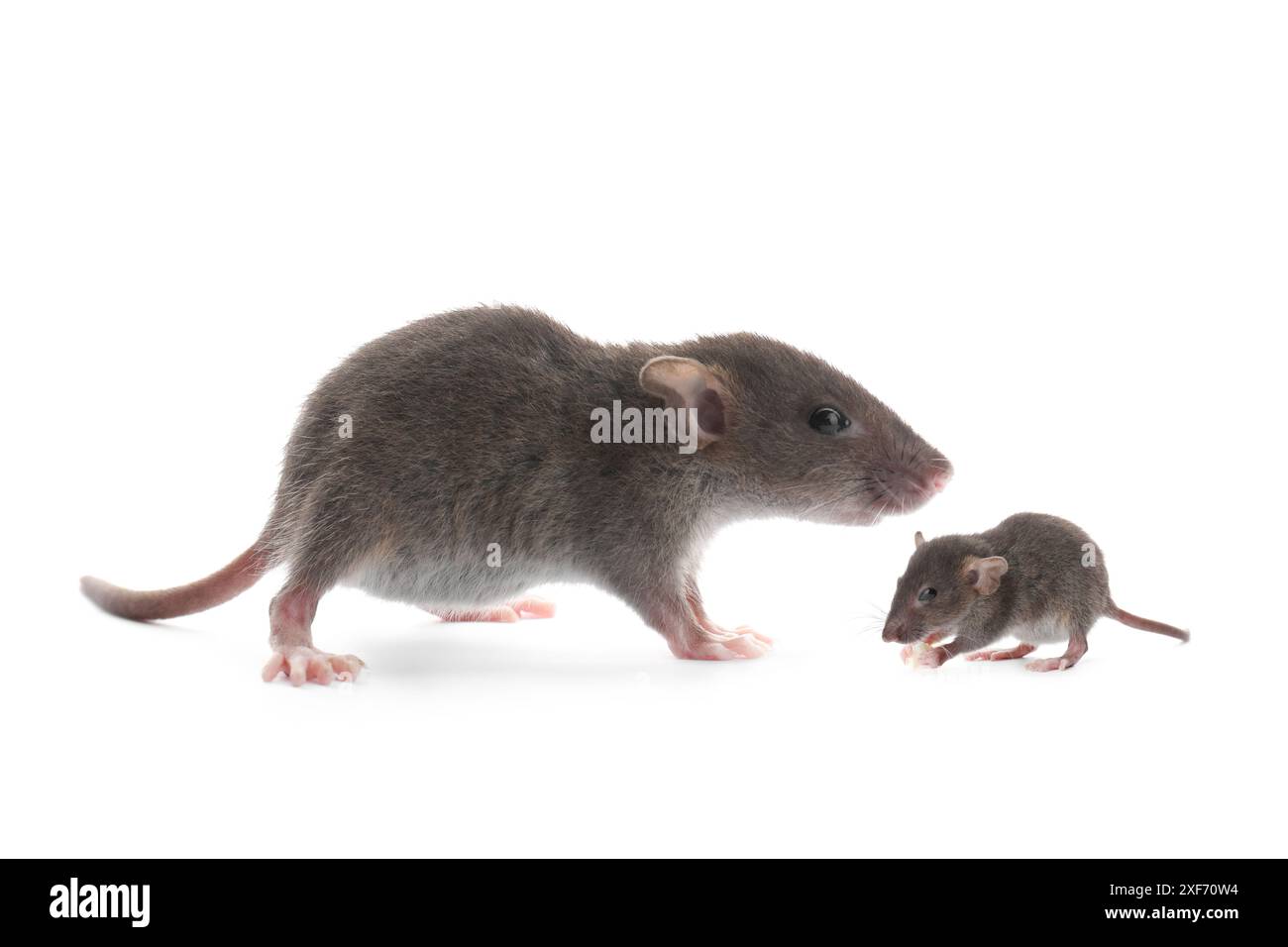 Mother rat and baby pup isolated on white Stock Photo - Alamy
