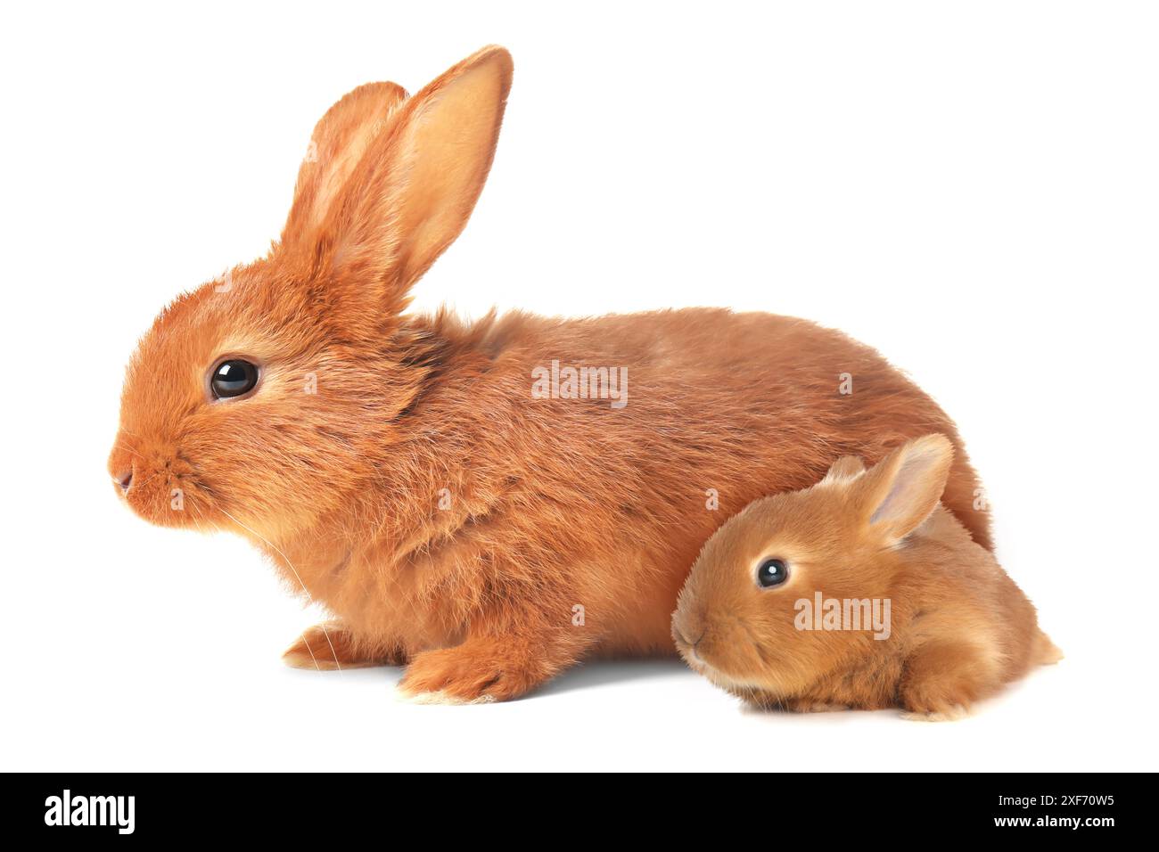 Mother rabbit and baby bunny isolated on white Stock Photo - Alamy
