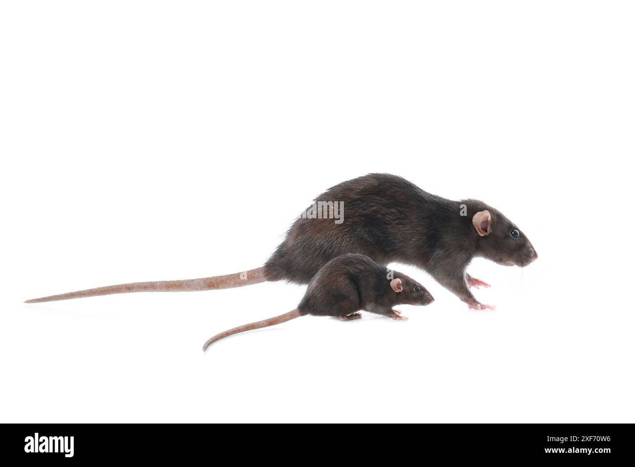 Mother rat and baby pup isolated on white Stock Photo - Alamy