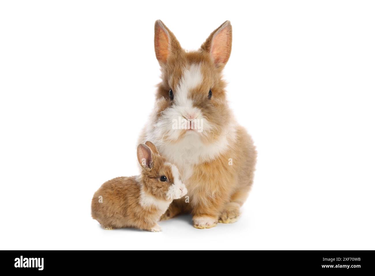 Mother rabbit and baby bunny isolated on white Stock Photo - Alamy