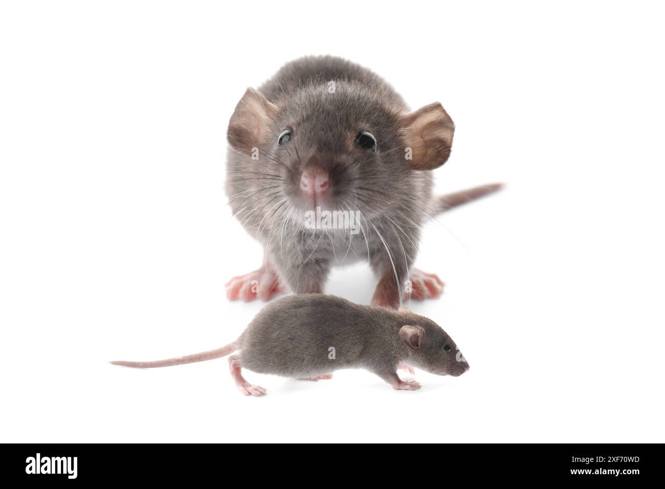 Mother rat and baby pup isolated on white Stock Photo - Alamy