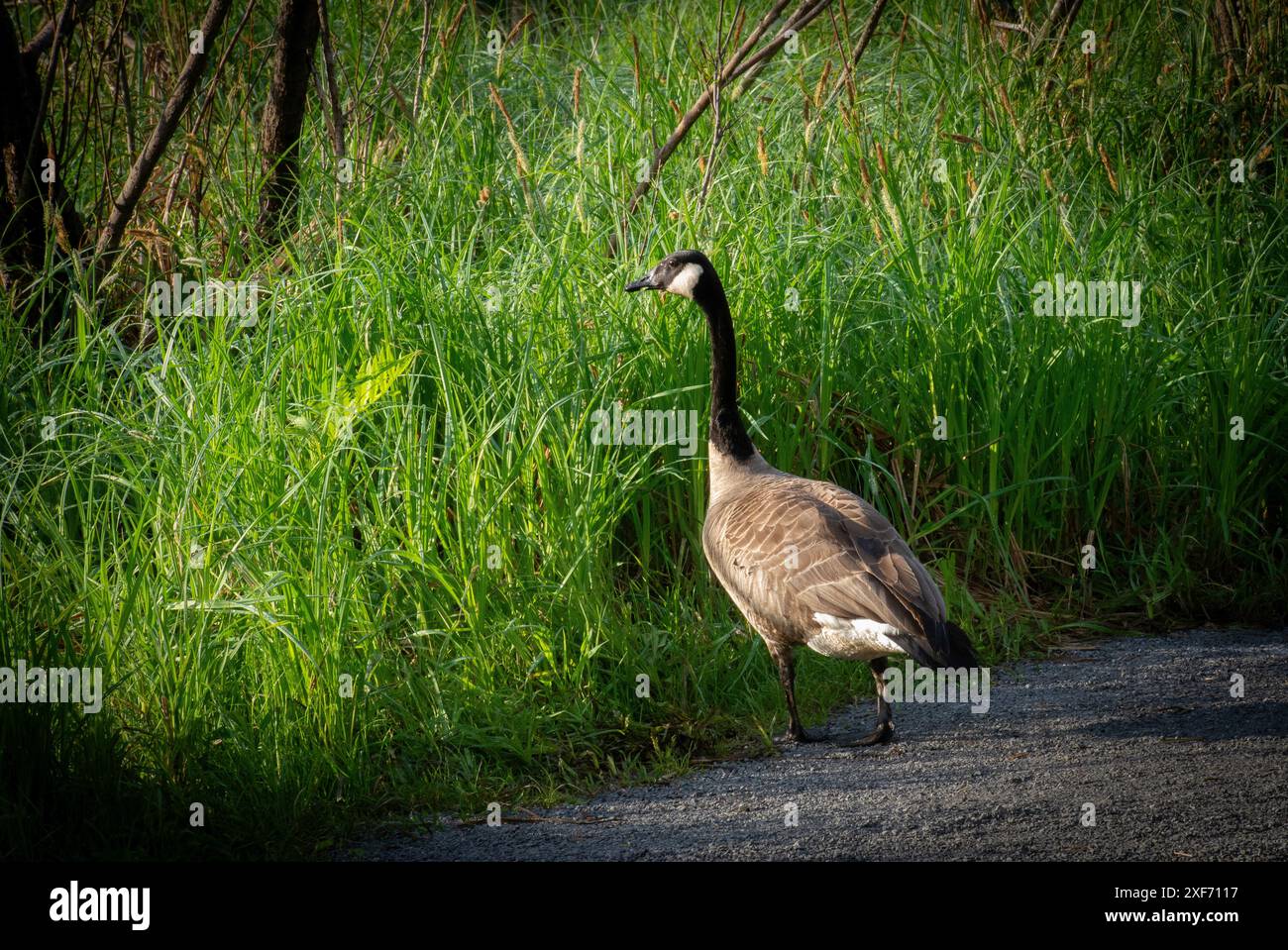 Canda Goose standing Stock Photo - Alamy