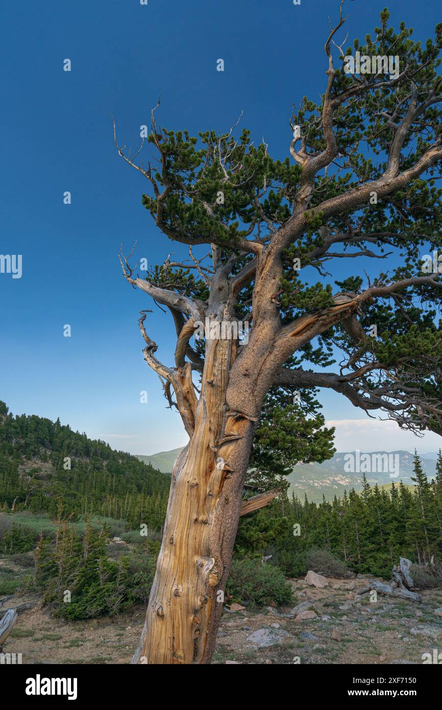 Ancient bristlecone pines, Mount Evans Wilderness Area, Colorado Stock ...