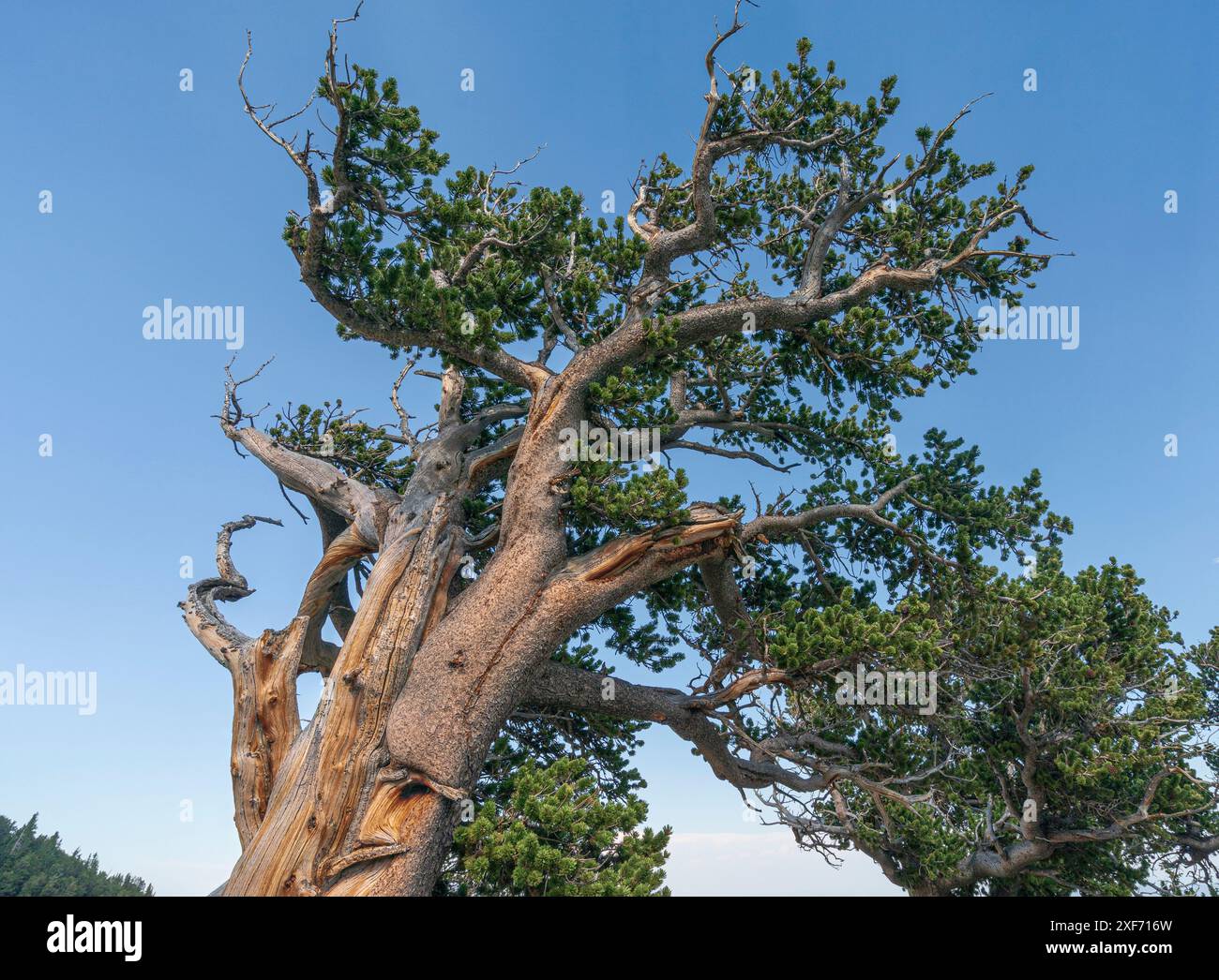 Ancient bristlecone pines, Mount Evans Wilderness Area, Colorado Stock ...