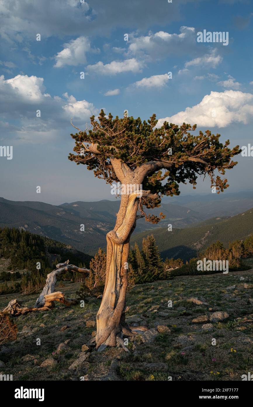 Bristlecone pines, Mount Evans Wilderness Area, Colorado Stock Photo ...