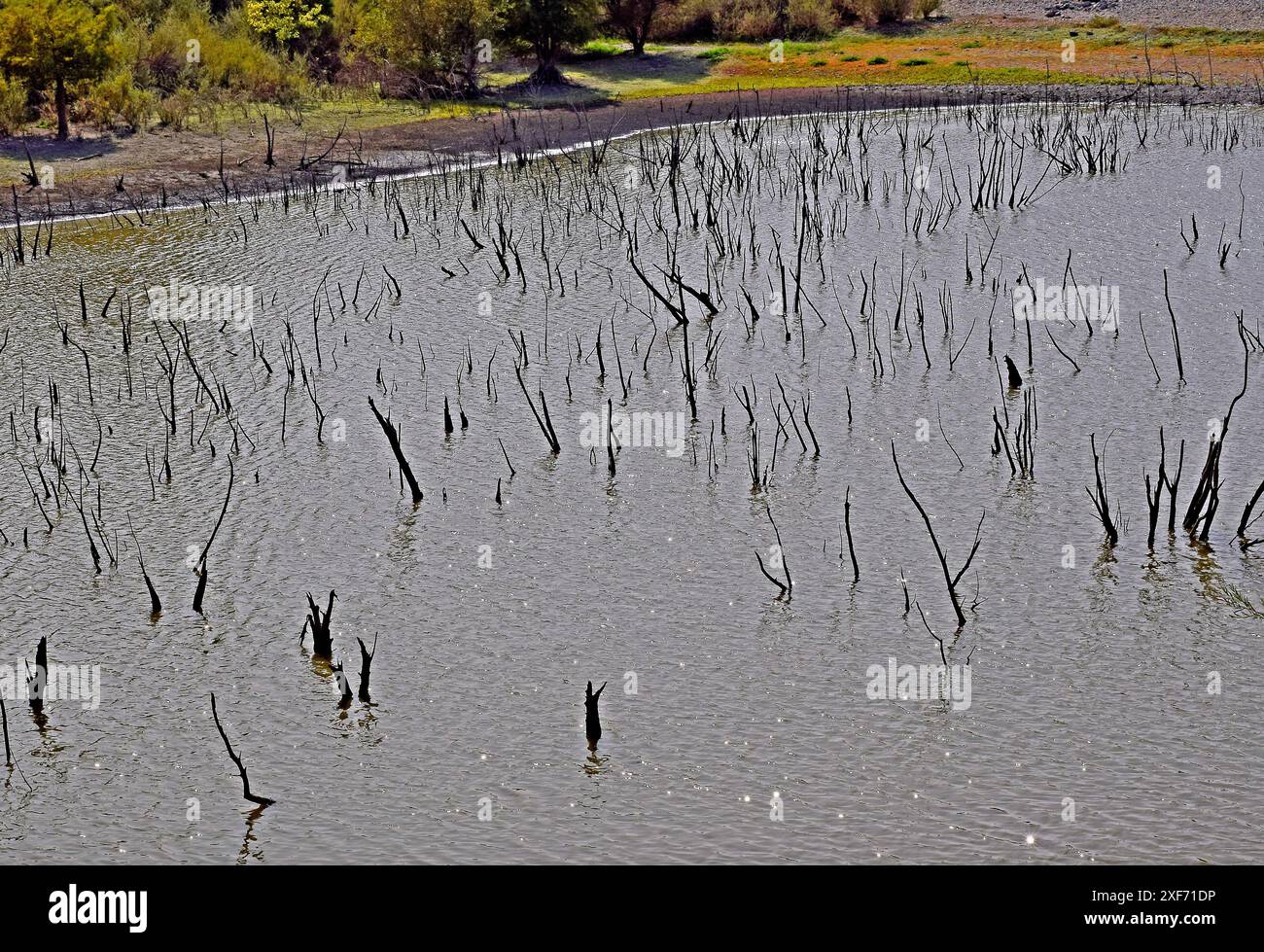 tree tops exsposed in a lake during a drought year at Quarry Lakes ...