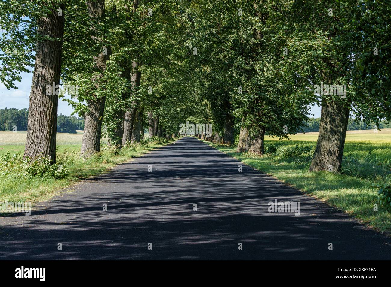 The tranquil treelined rural road is perfect for peaceful nature walks ...