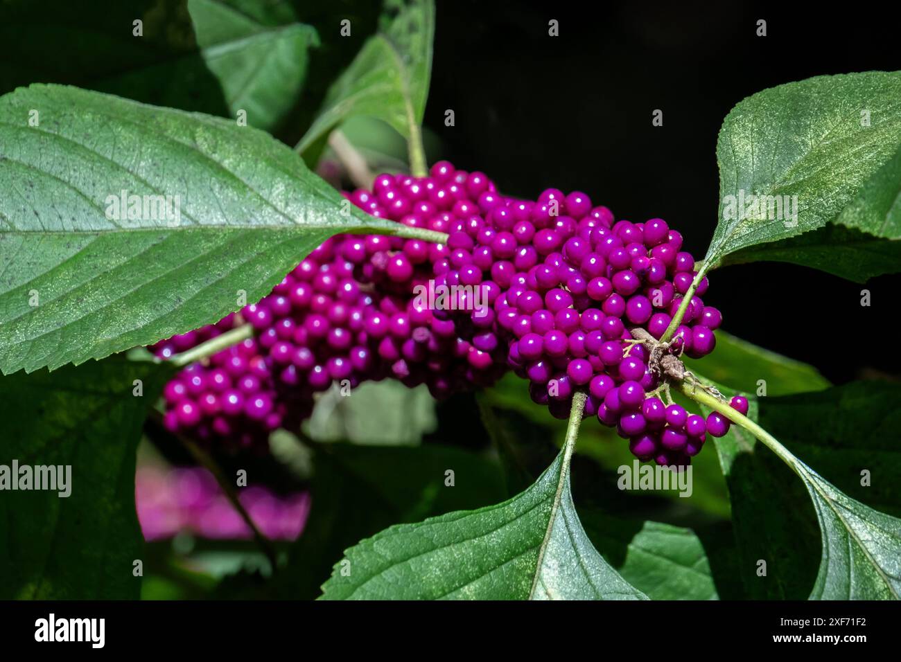 Beautyberry bush detail, Florida Stock Photo - Alamy