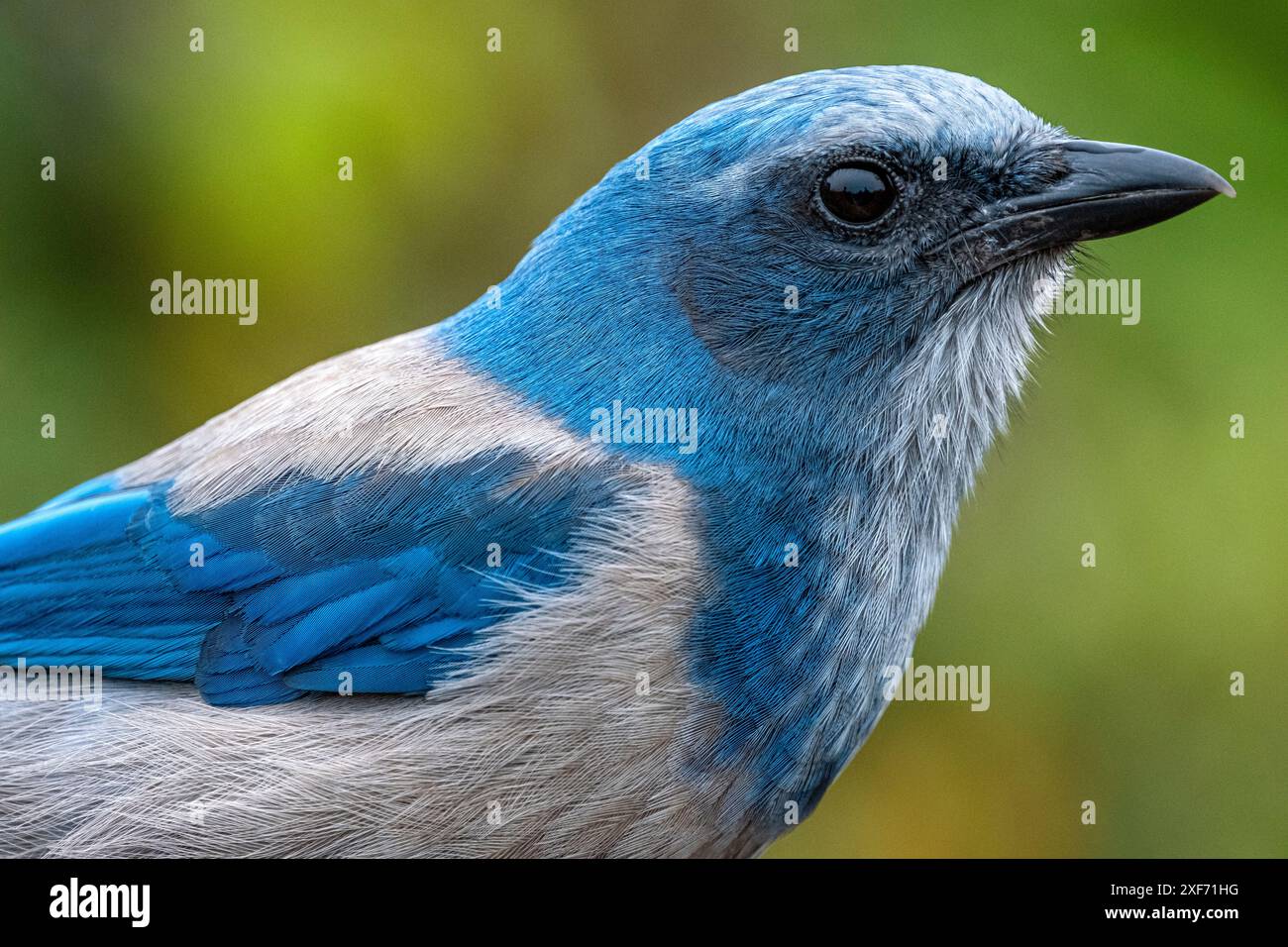 Florida scrub jay, Florida Stock Photo - Alamy