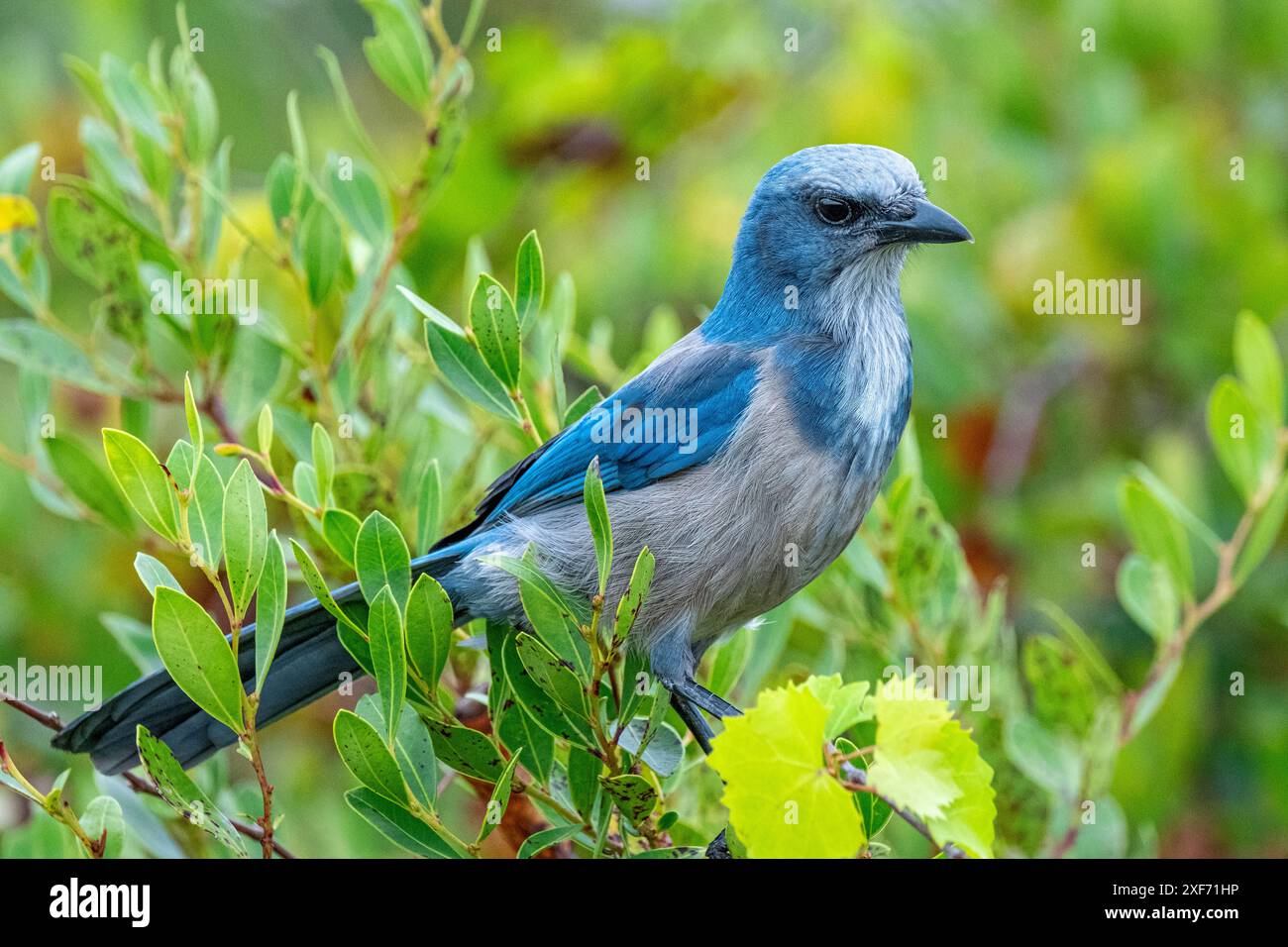 Florida scrub jay, Florida Stock Photo - Alamy