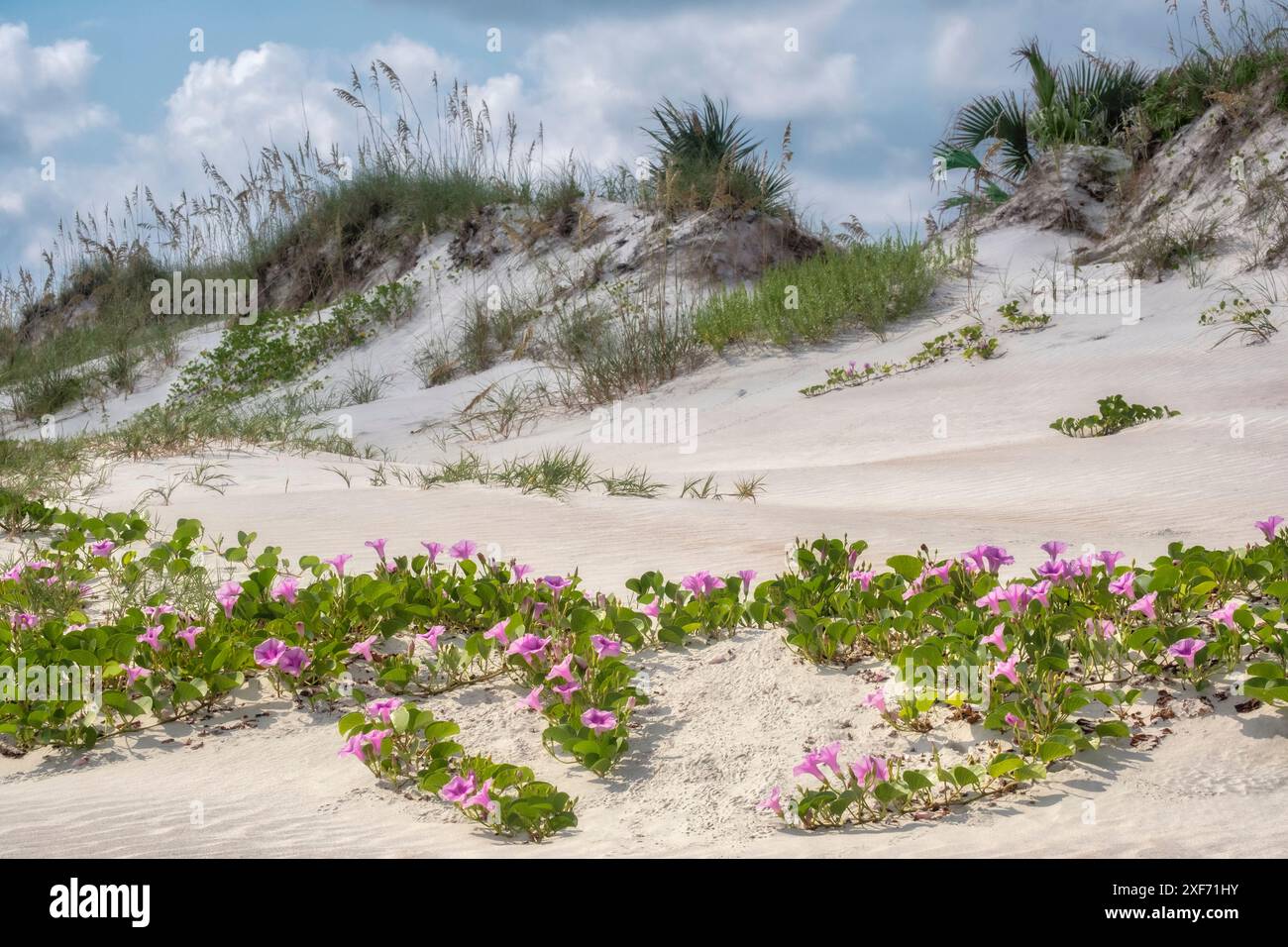 Dune morning glory hi-res stock photography and images - Alamy