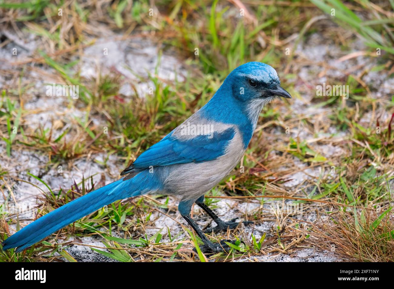 Florida scrub jay, Florida Stock Photo - Alamy